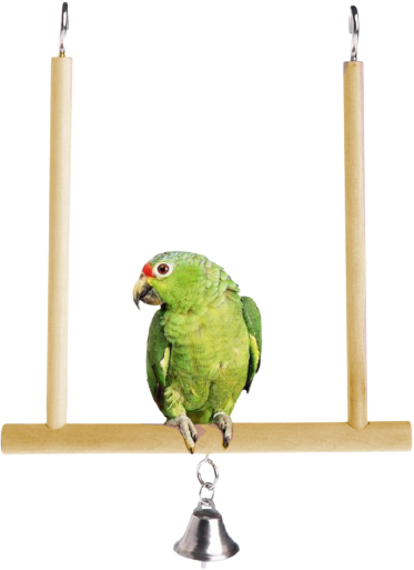 Best Bird Swings For Parrots India 2022- Ultimate Guide & Review