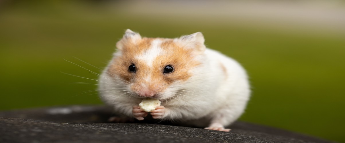 Best Cheap Hamster Food India 2021-Ultimate Guide & Review
